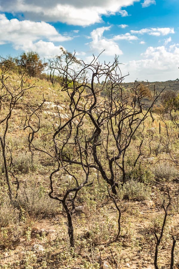 Charred Remnants: Aftermath of a Forest Fire in the Mountains of Cyprus ...