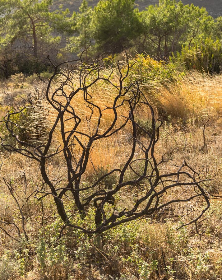 Charred Remnants: Aftermath of a Forest Fire in the Mountains of Cyprus ...