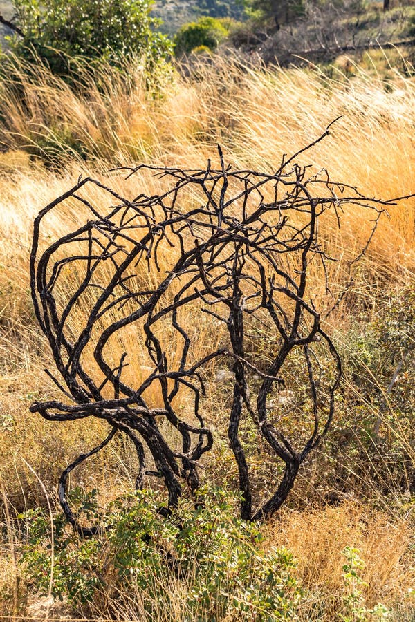 Charred Remnants: Aftermath of a Forest Fire in the Mountains of Cyprus ...