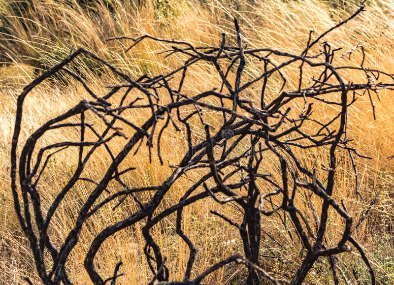 Charred Remnants: Aftermath of a Forest Fire in the Mountains of Cyprus ...