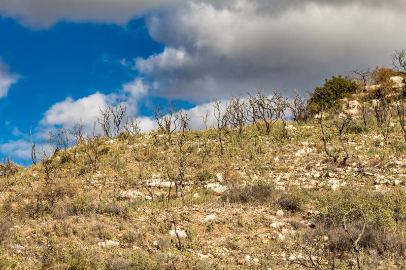 Charred Remnants: Aftermath of a Forest Fire in the Mountains of Cyprus ...