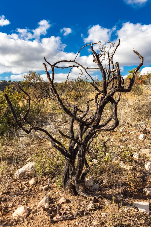 Charred Remnants: Aftermath of a Forest Fire in the Mountains of Cyprus ...