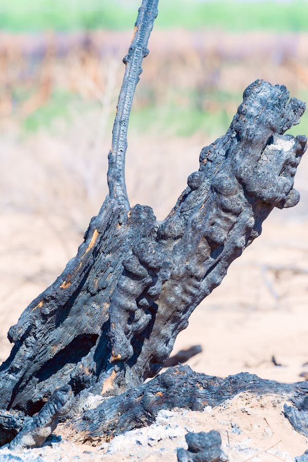 Charred Stump of a Burnt Tree in a Desert Stock Photo - Image of nature ...