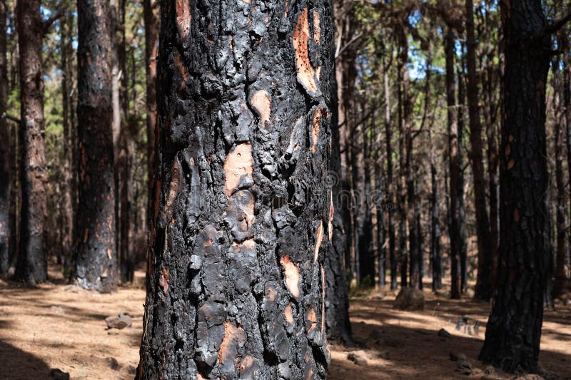 Charred Tree, Burned Trees in Forest after Fire Stock Image - Image of ...