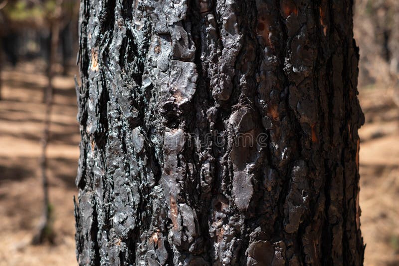 Charred Tree, Burned Trees in Forest after Fire Stock Photo - Image of ...