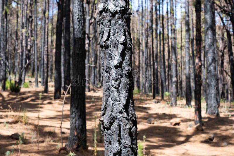Charred Tree, Burned Trees in Forest after Fire in Tenerife Stock Photo ...