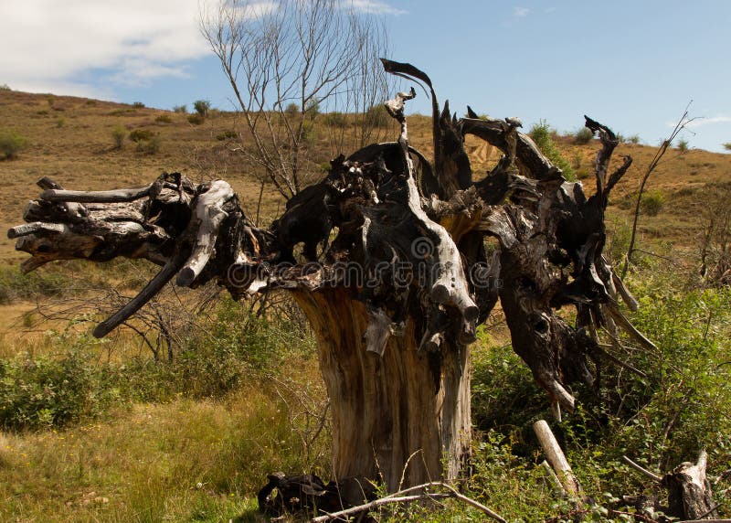 Charred Tree by Fire stock photo. Image of fire, summer - 71150260