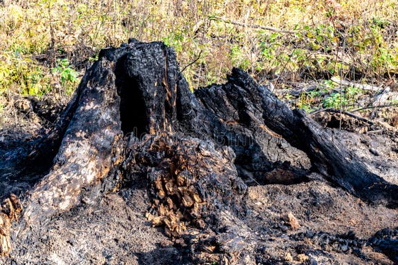 The charred tree stump stock photo. Image of burn, flare - 135248060
