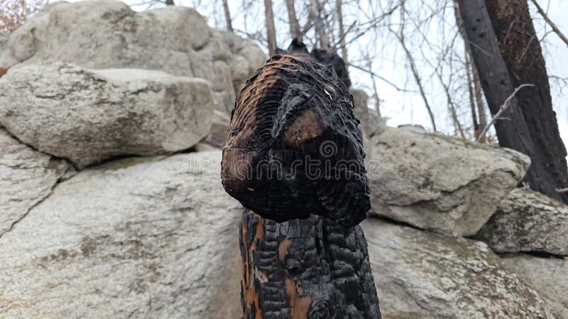 Charred Tree Stump Contrasts Against Rocky Terrain in Burnt Forest Area ...