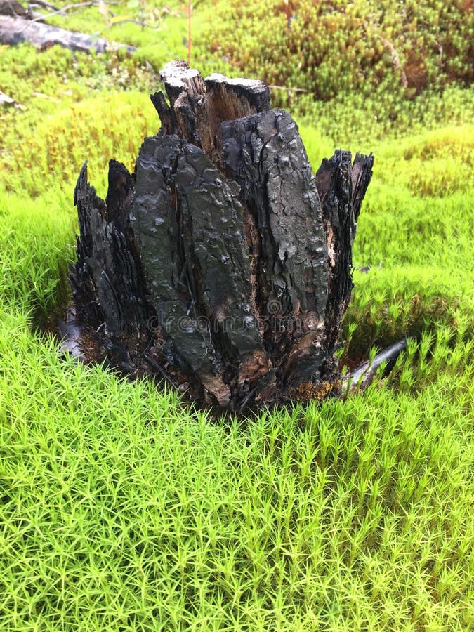 Charred tree stump stock image. Image of wild, lacurren - 116237793