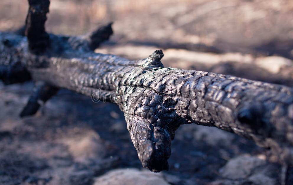 Charred Tree Trunk after Fire Stock Image - Image of embers ...