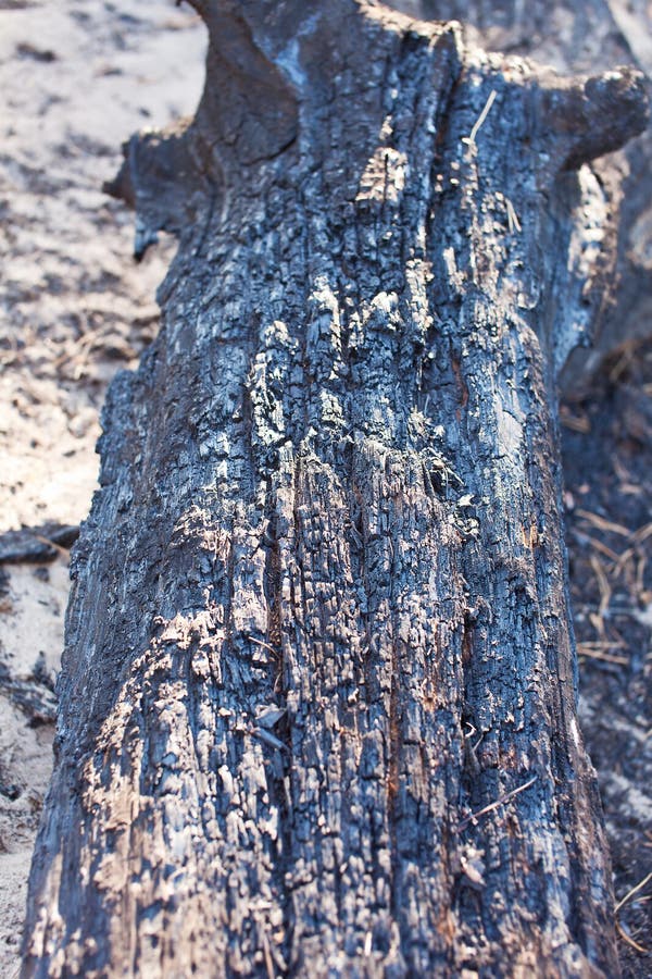 Charred Tree Trunk after Fire Stock Photo - Image of embers, black ...