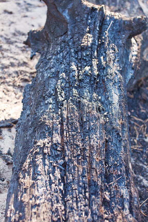 Charred Tree Trunk after Fire Stock Photo - Image of embers, black ...
