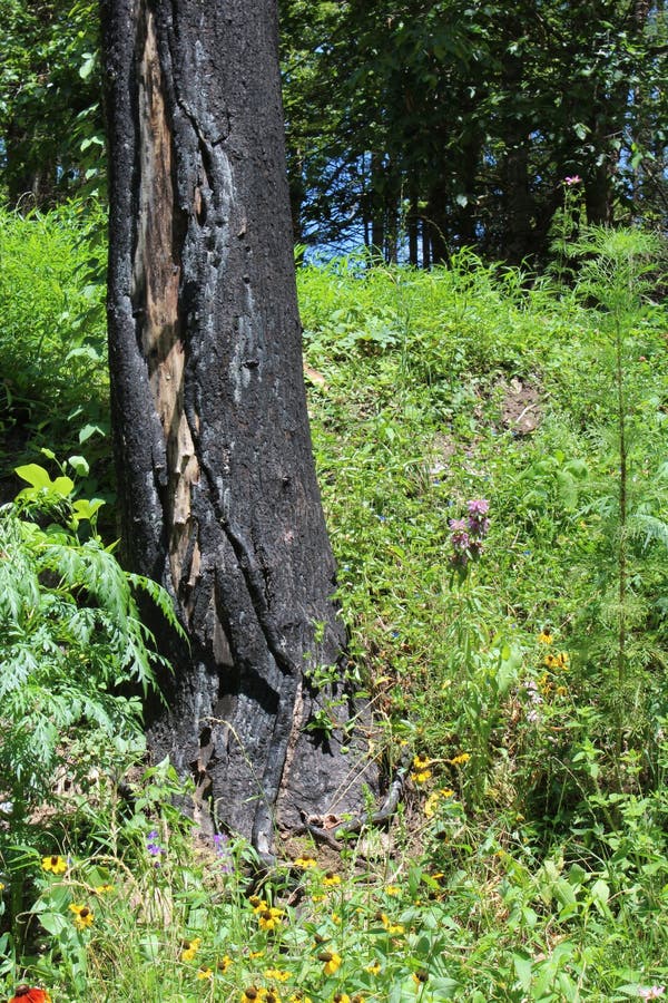 Charred tree stump stock photo. Image of fire, tree, trunk - 45181288