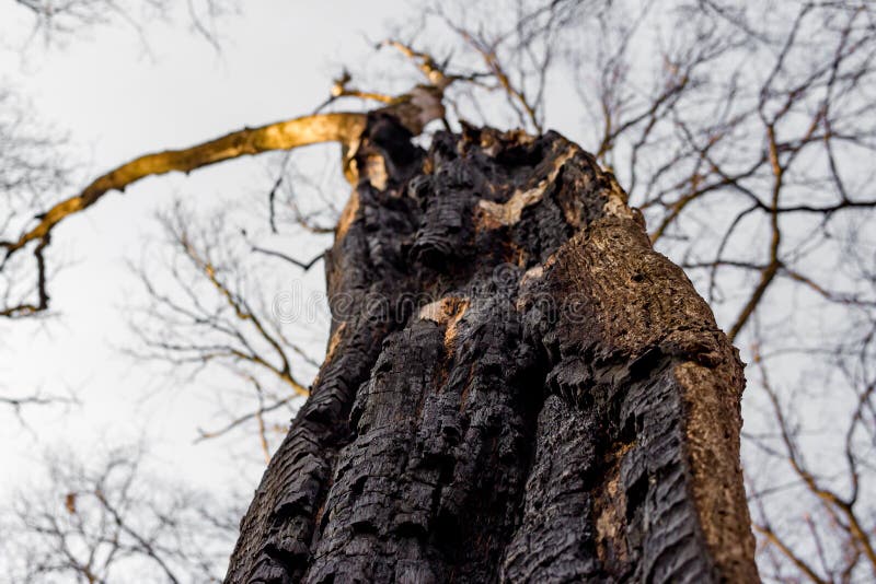 Charred Tree Trunk in the Forest after a Fire Stock Photo - Image of ...