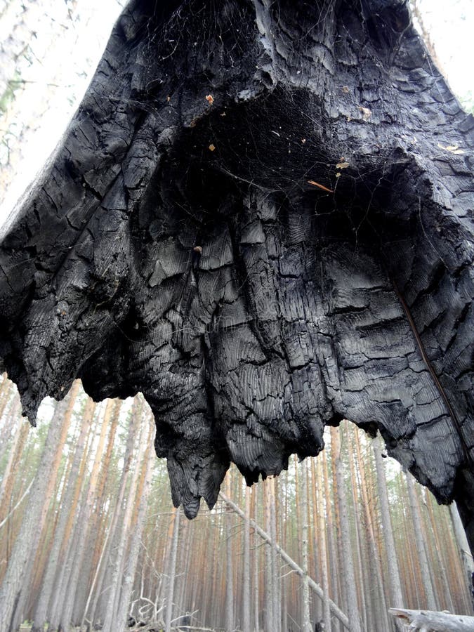 Charred tree trunk stock photo. Image of natural, texture - 183924812