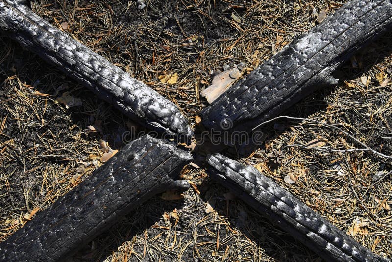 Charred tree trunks stock photo. Image of sign, soot - 20258326
