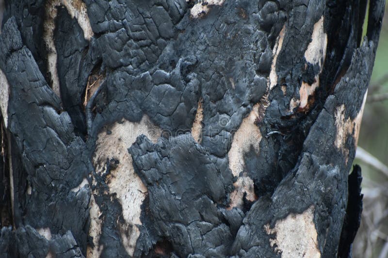 Charred Tree Trunks Burnt from a Fire Stock Photo - Image of charcoal, combustion: 312956236