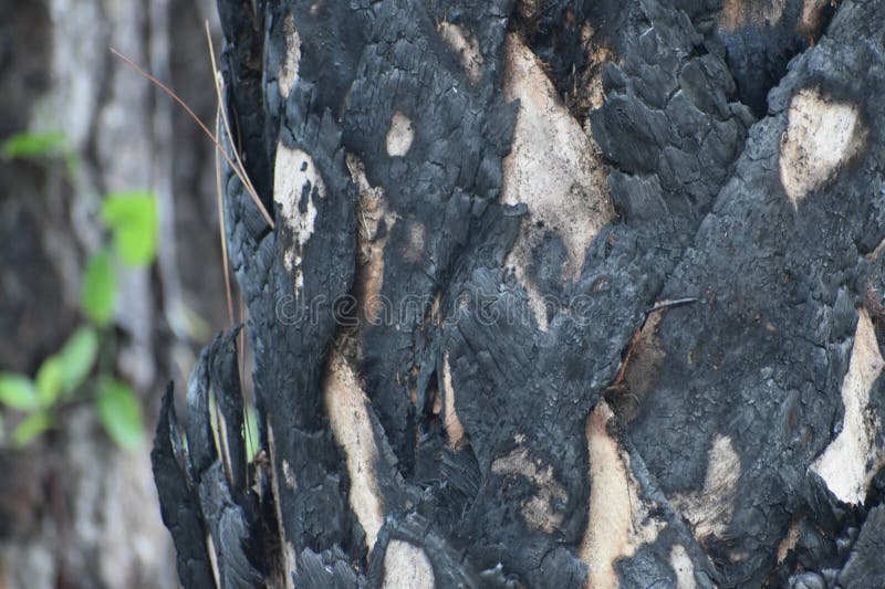 Charred Tree Trunks Burnt from a Fire Stock Photo - Image of hardwood ...