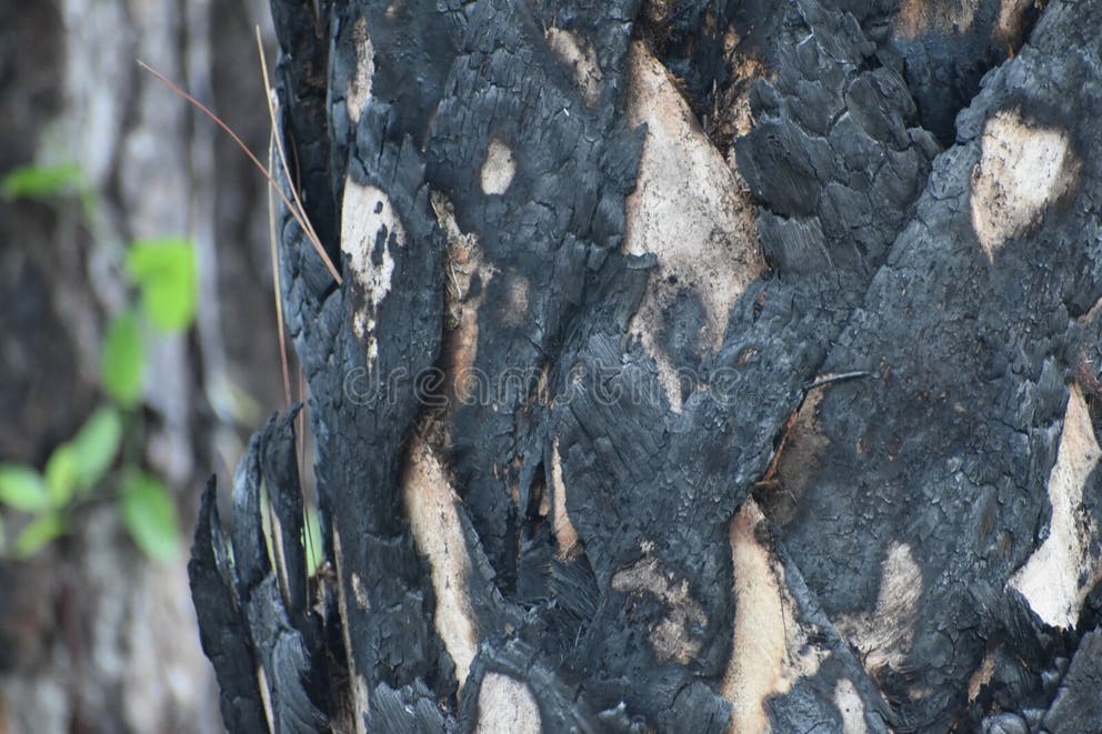 Charred Tree Trunks Burnt from a Fire Stock Photo - Image of hardwood ...
