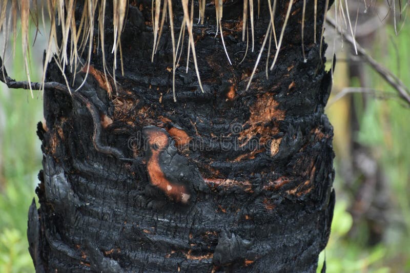 Charred Tree Trunks Burnt from a Fire Stock Photo - Image of palm ...