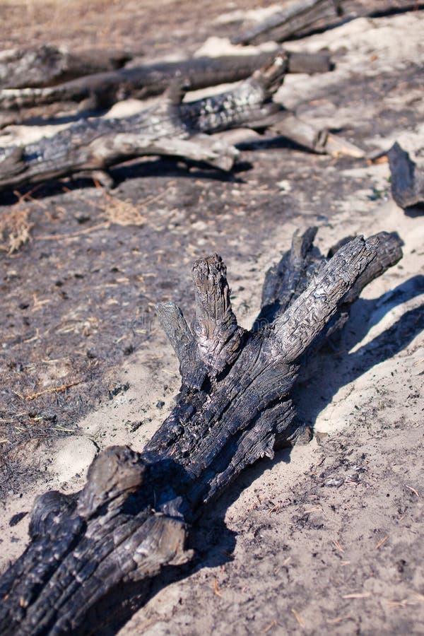 Charred Tree Trunks after Fire Stock Image - Image of aftermath, timber ...
