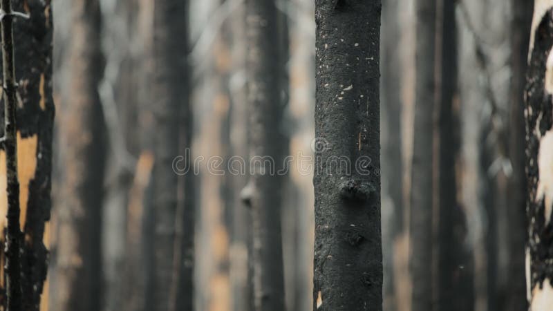 Charred Tree Trunks after the Wildfire Stock Video - Video of trunk ...