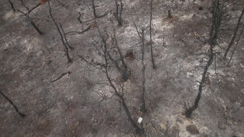 Charred Trees and Ash in Burned Forest, Drone Aerial View of Wildfire ...