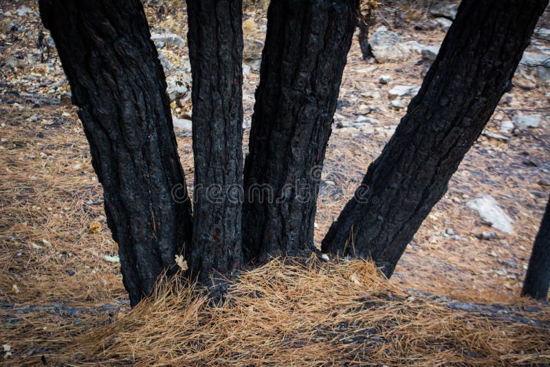Charred Trees, Environmental Disaster, Burnt Mountain Landscape Stock ...
