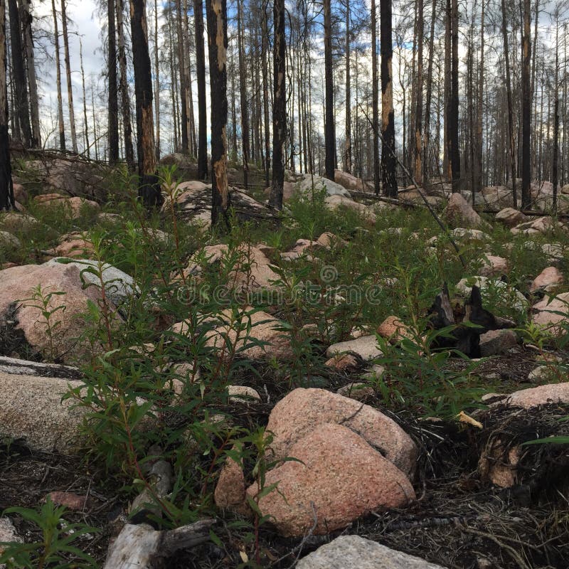 Signed tree trunks stock image. Image of trunk, outdoors - 119804185