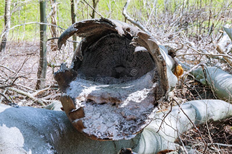 Charred Trees after a Forest Fire. Natural Disasters Stock Image ...