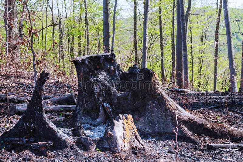 Charred Trees after a Forest Fire. Natural Disasters Stock Image ...
