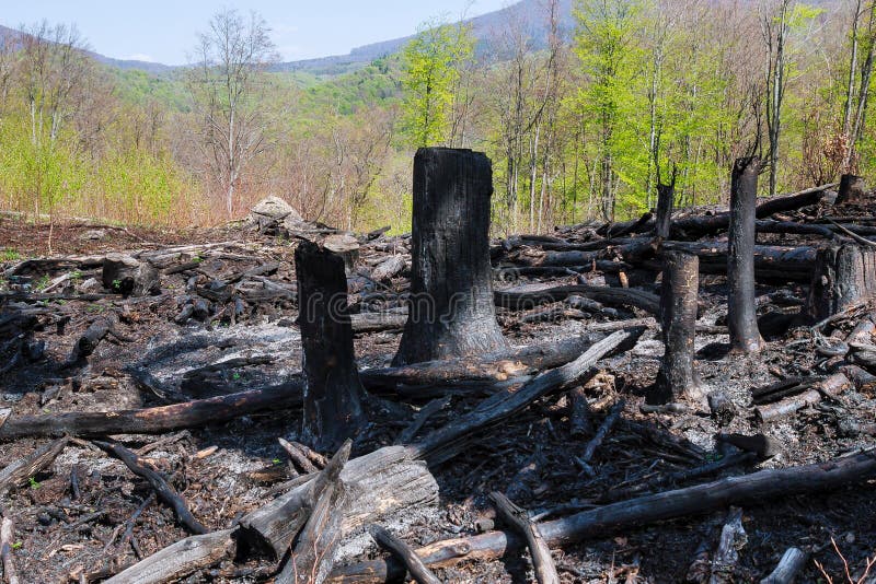 Burnt Trees after a Forest Fire Against a Blue Sky. Natural Disasters ...
