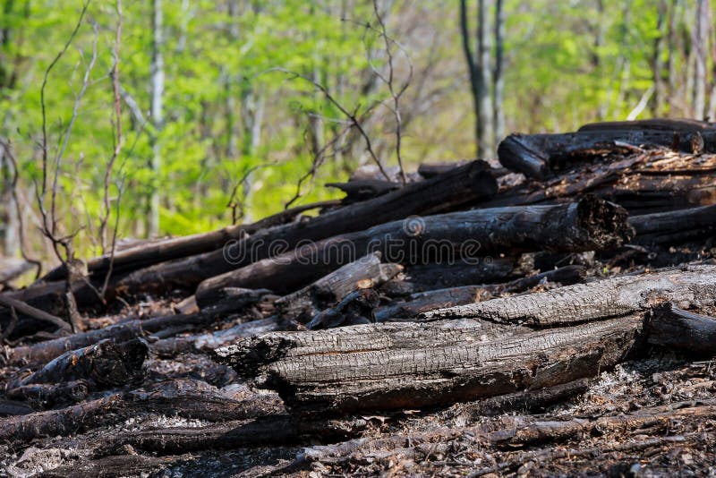 Charred Trees after a Forest Fire. Natural Disasters Stock Image ...
