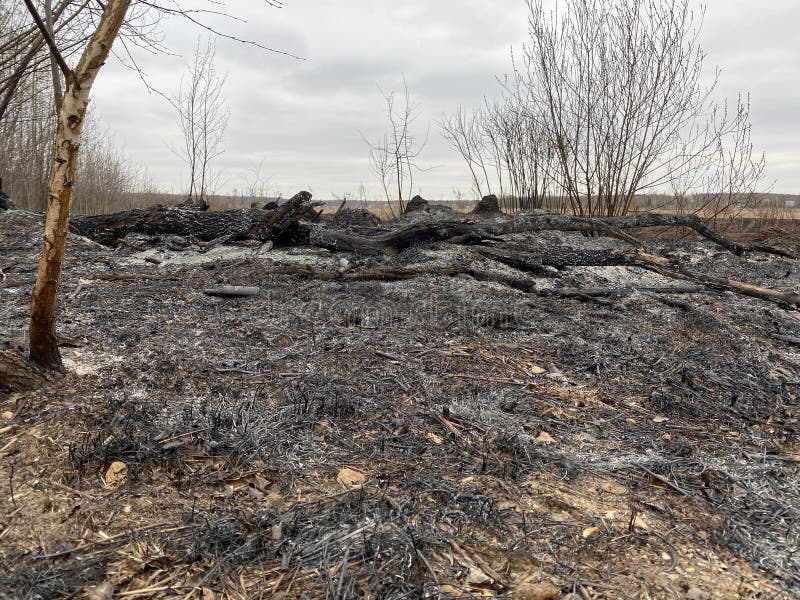 Charred Trees and Grass after a Fire in the Forest Stock Image - Image ...