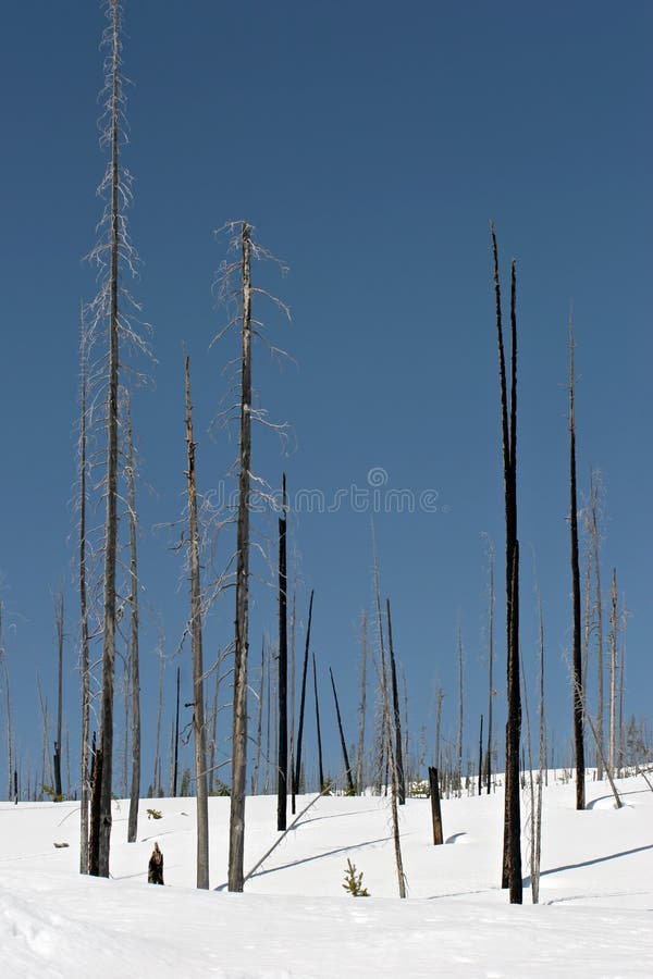 Charred trees in snow stock image. Image of forest, trees - 789933
