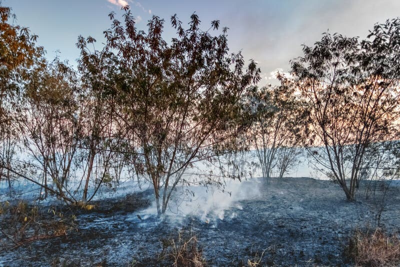 Charred trees stock photo. Image of disaster, trees, destroyed - 40973278
