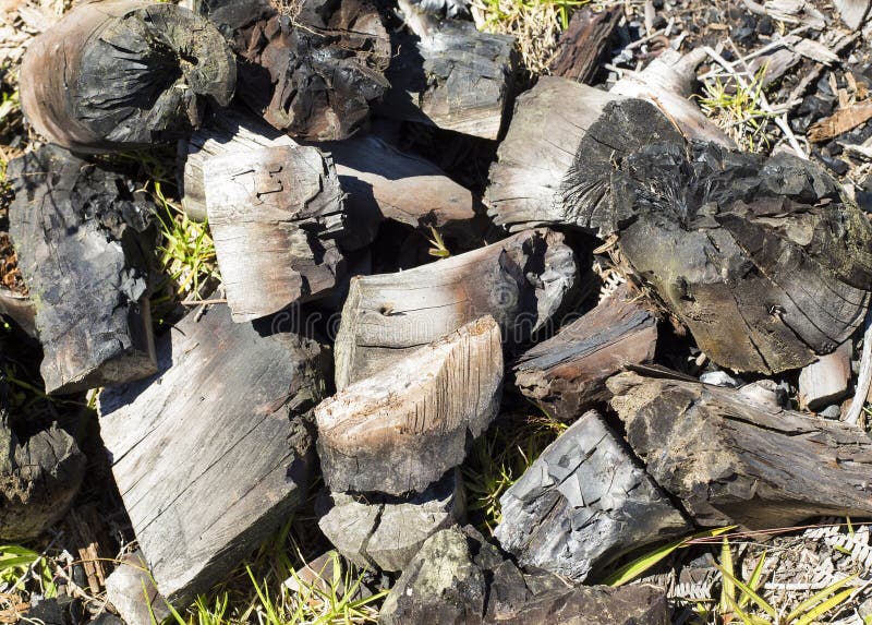 Charred Trunks - Extinguished Bonfire Stock Image - Image of forest ...