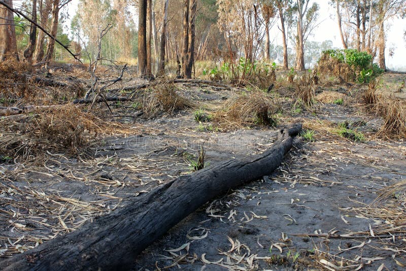 Charred Trunks of Trees after Fire Stock Photo - Image of destruction ...