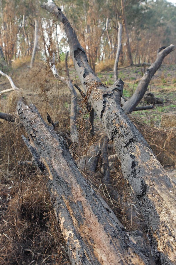 Charred Trunks of Trees after Fire Stock Image - Image of forest ...