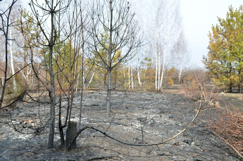 Trees Burnt in Forest Fires of July 2021 in Marmaris Resort Town of ...