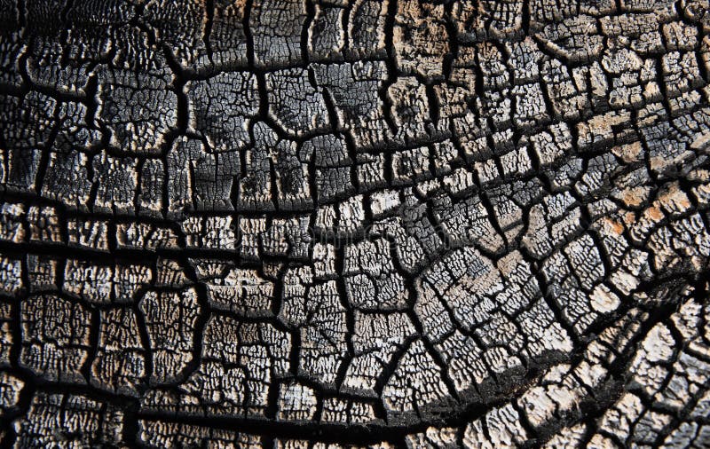 Charred wood stock image. Image of ashes, wood, invoice - 11388855
