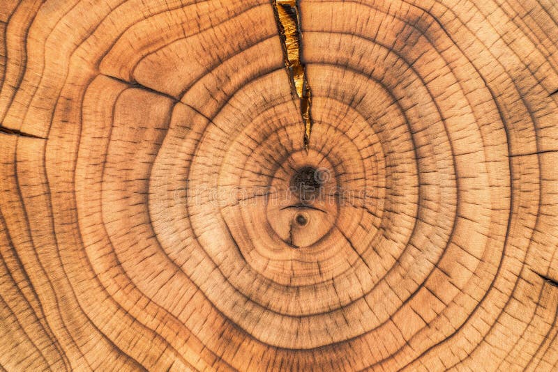 The Concentric Pattern of Polished Beech Tree Cross-section. Wood ...