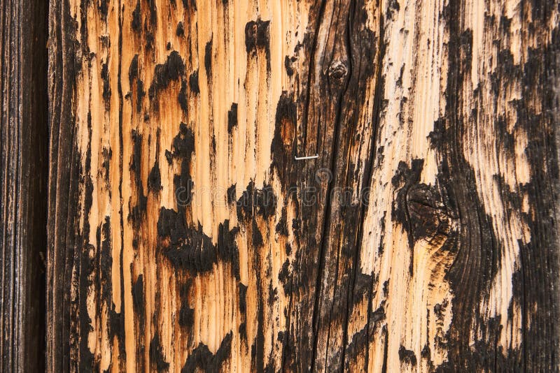 Charred wood texture stock photo. Image of cottage, core - 239725986