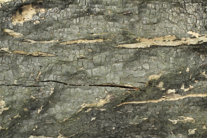 Charred Wood Texture Background Stock Photo - Image of smooth, frame ...