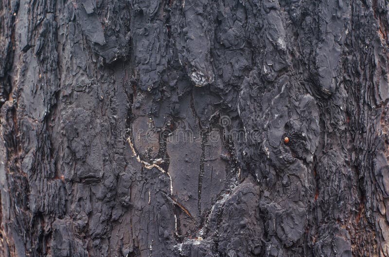 The Charred Wood Texture Background Stock Photo - Image of abstract ...