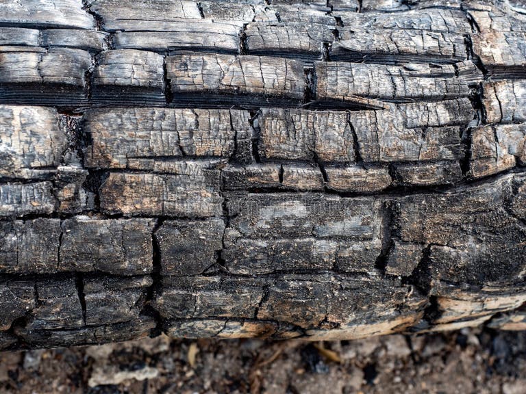 Charred Wood Texture with Cracked Surface for Design or Ecological ...