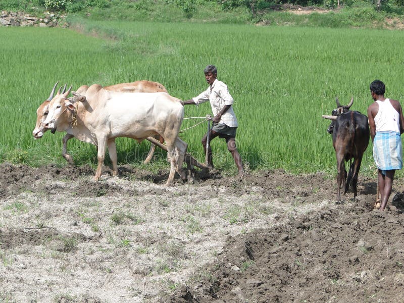 Charrues Indiennes De Fermier Avec Des Boeuf Photo éditorial - Image du ...