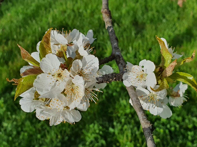Charry Flower Tree on Green Grass Background Stock Image - Image of ...