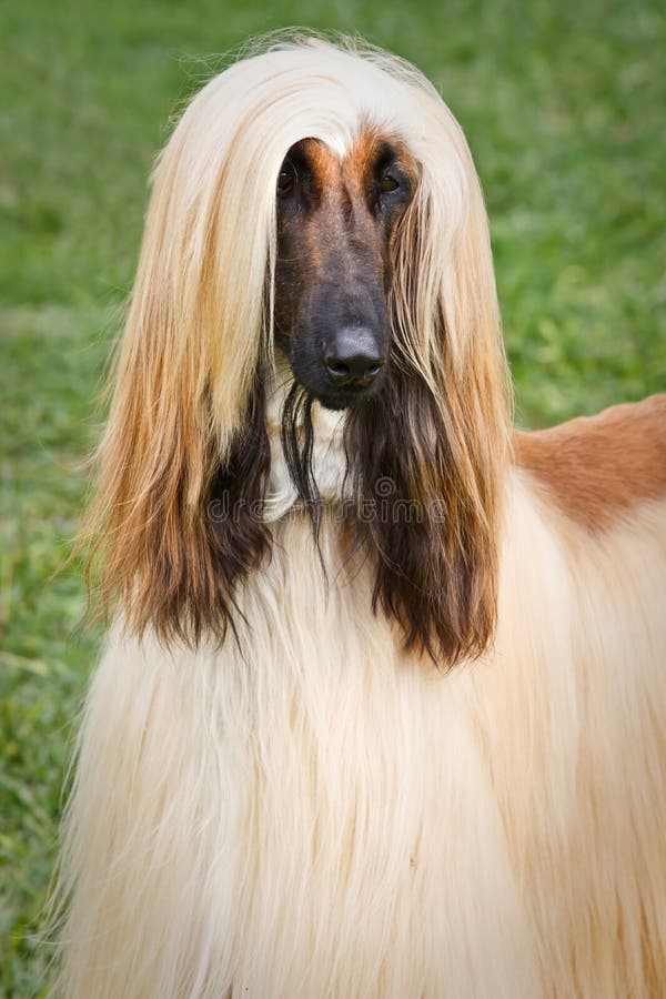 Chart afgański zdjęcie stock. Obraz złożonej z przedstawienie - 15848786